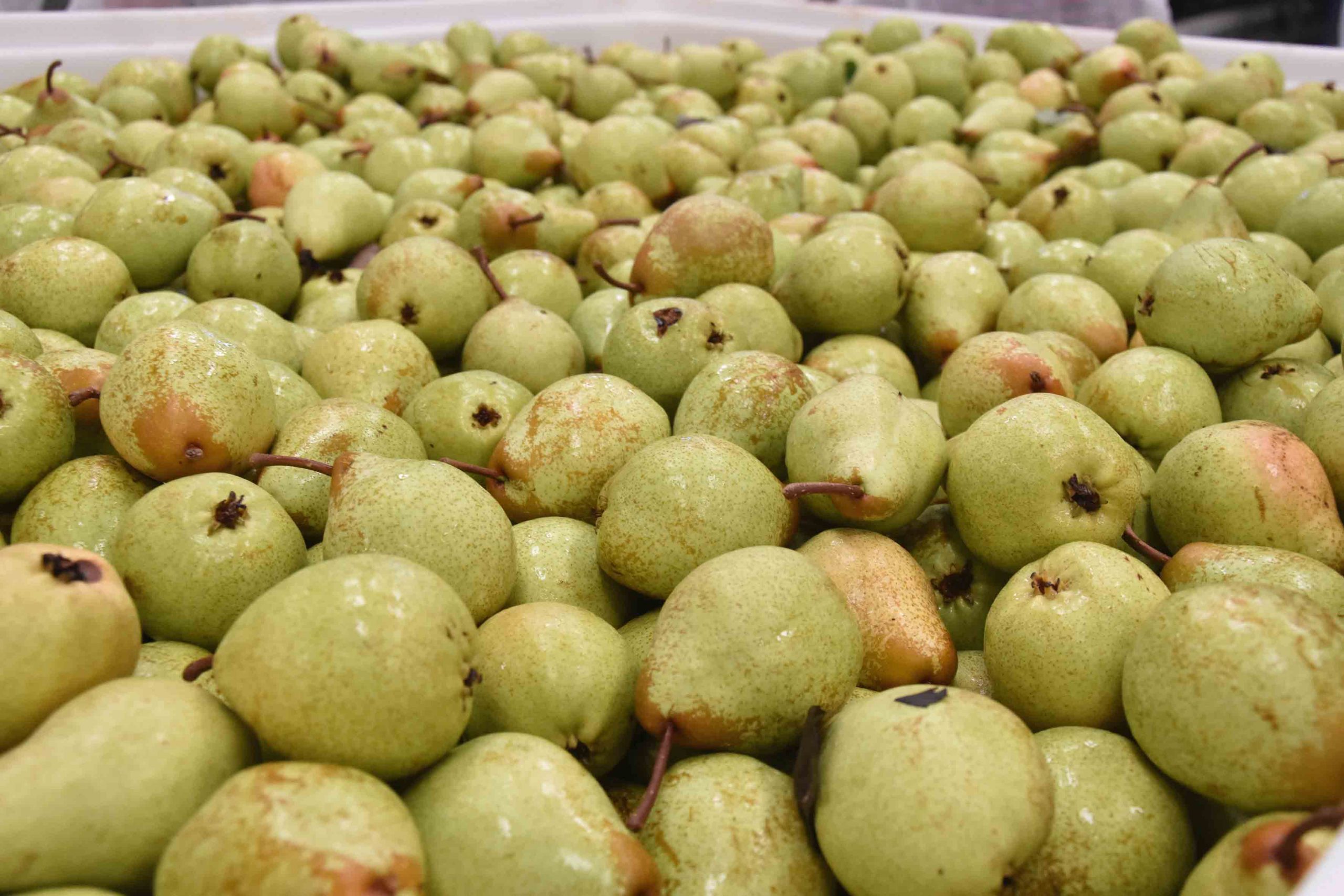 Exportações de Pêra Rocha atingem os 90 milhões de euros - Supply Chain ...