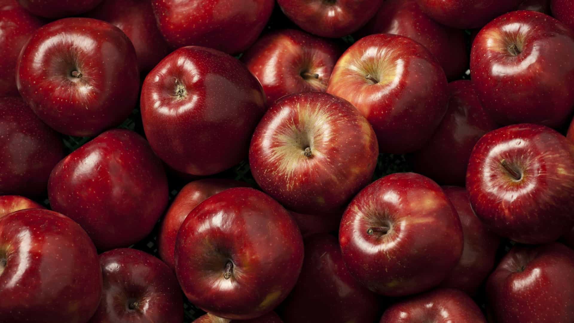 Aberta a temporada da exportação da maçã portuguesa - Supply Chain Magazine