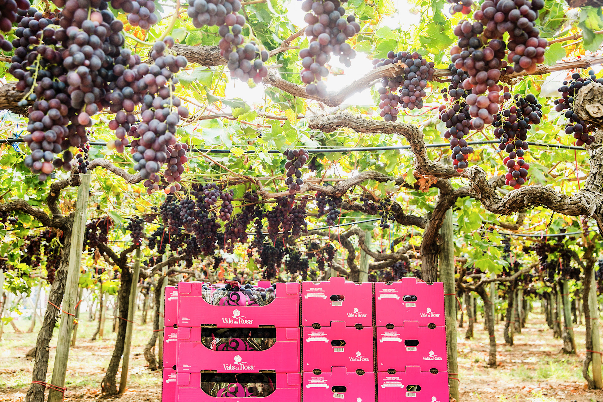 Inovação: da embalagem ao transporte - Supply Chain Magazine